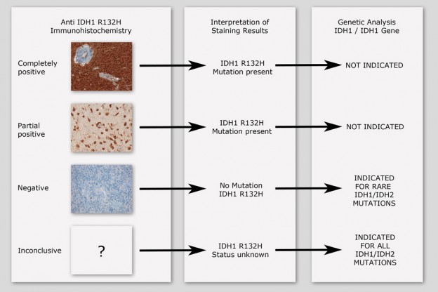 Clinical Relevance of IDH1 R132H Mutation | IDH1R132H.com